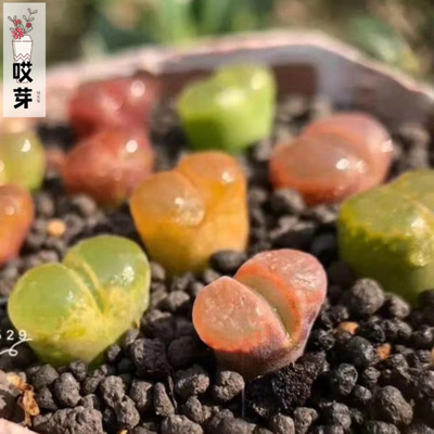 彩色风铃玉种子混合蛋糕佛肚草莓磨砂冰风铃多肉种子肉锥苗生石花