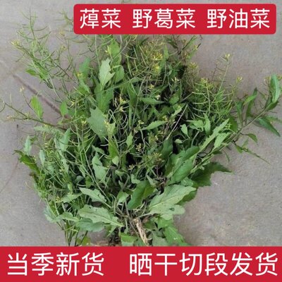 晒干野蔊菜农家塘葛菜江剪刀草野油菜潮汕绿豆草野葛菜