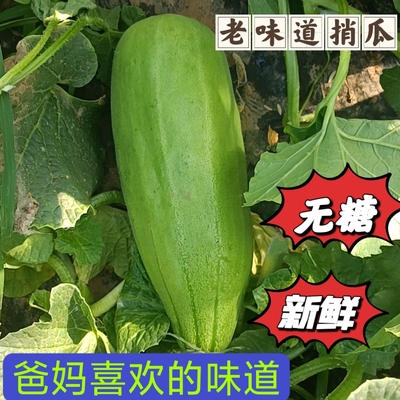 新鲜潍坊山东水果脆瓜烧瓜捎瓜