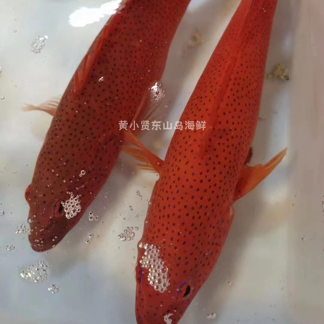东星斑500g/只 福建东山岛海鲜直销 活冻深海红石斑鱼燕尾斑 送礼