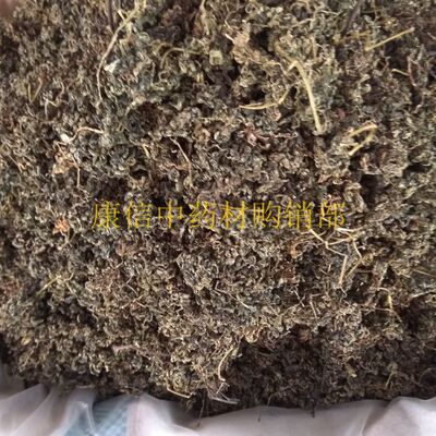 绞股蓝七叶胆绞股蓝泡水中药材