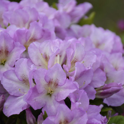 幻境东洋杜鹃湖滨园艺复色蓝紫色