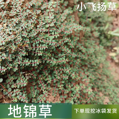 新鲜地锦草 奶浆草 血见愁 下单现挖 四川发货 也有干货帮采药