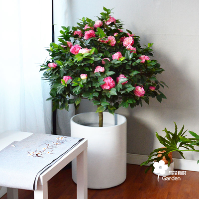 香妃浓香型树苗名贵室外茶花盆栽