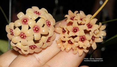 瓷花球兰（Hoya cutis-porcelana）