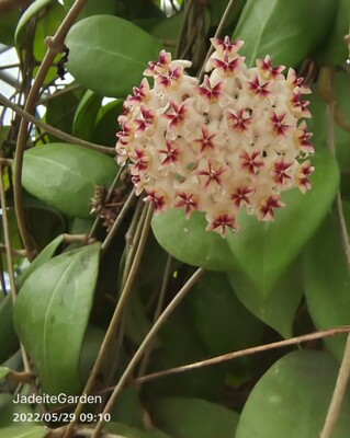 Hoya erythrostemma white 红副白球兰