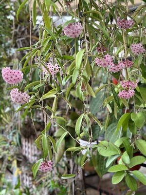 迷你贝尔四叶以上hoyacv.球兰