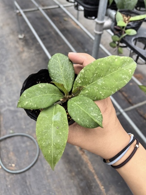 亚奇球兰  Hoya Sp Aceh