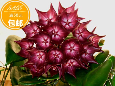麦季理斐球兰（大花品）（Hoya macgillivrayi）