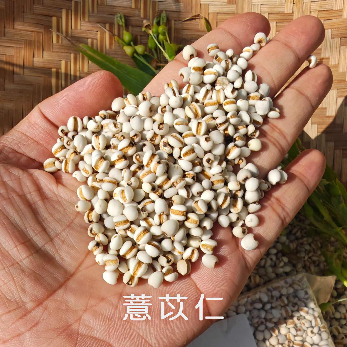 喜己食养·薏苡仁260g*1罐丨贵州兴仁小粒薏米仁丨农家自产薏仁米