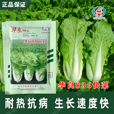 正品华良836快菜种子奶油白菜耐热抗病秋季秋播优质阳台庭院蔬菜