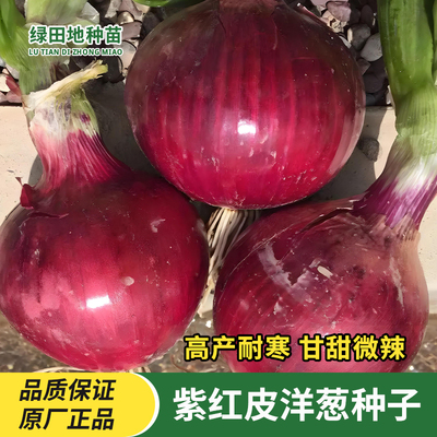 红皮洋葱种子紫皮圆葱种籽