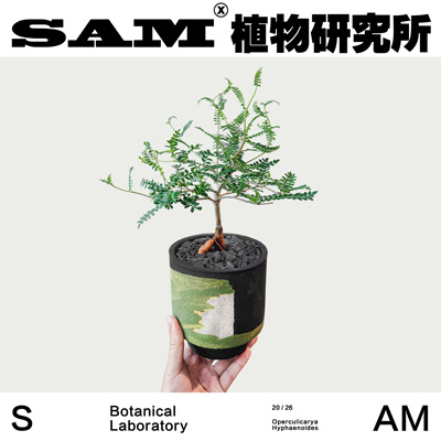 织冠漆树小众潮流块根植物网红绿植办公室内家居易养护植选礼物