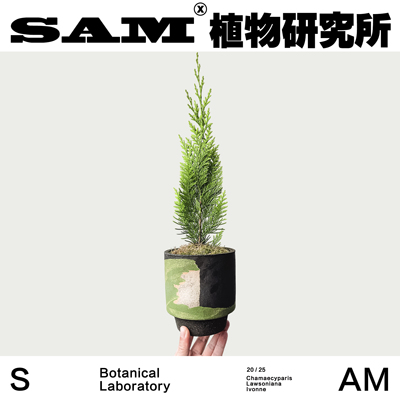 伊万妮扁柏/耐寒/网红植物/INS绿植/室内家居阳台露台易养护盆栽