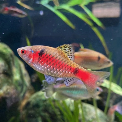 公鱼钻石彩虹鲫冷水鱼