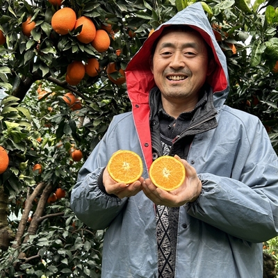 湖北宜昌纽荷尔长红应季脐橙新鲜水果橙子甜橙现摘现发甜橙多汁