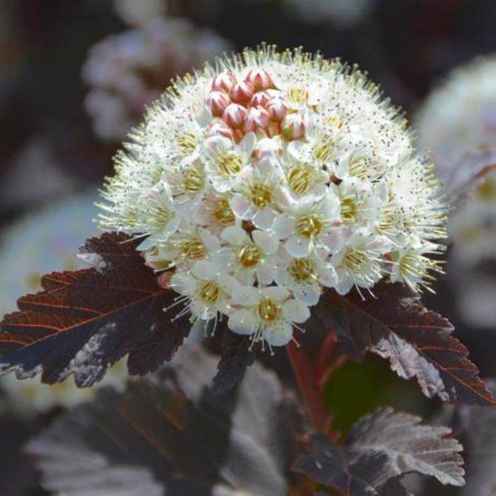 金叶风箱果多年生耐热耐寒花园花镜配色植物盆栽苗木庭院灌木花卉