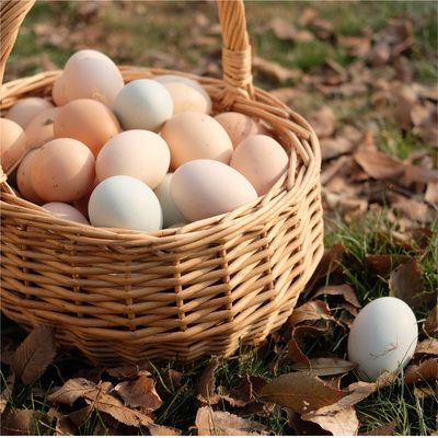 草鸡蛋笨鸡蛋渔山隐绿色