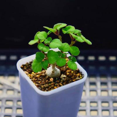 块根植物盆栽多肉植物绿植