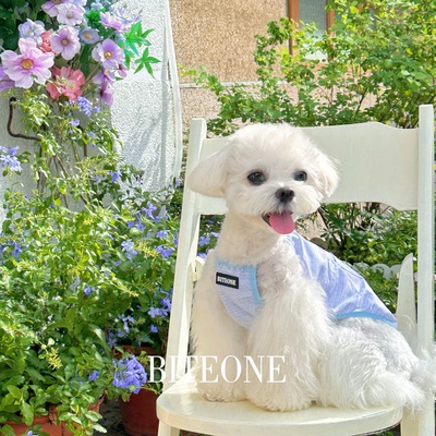 BITEONE狗狗猫咪小型犬轻薄衣服泰迪比熊春夏季宠物清凉小吊带