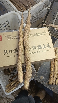 细弯扁丑铁棍山药，地硬长不动，温县铁棍山药古法种植