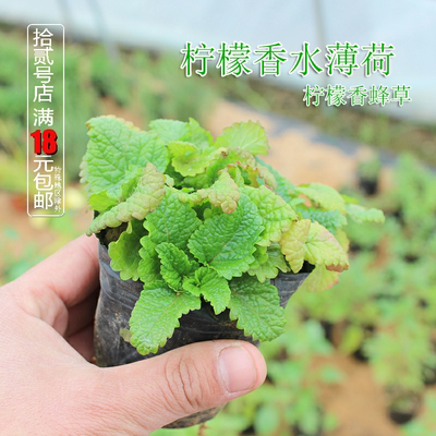 香水薄荷苗柠檬香水盆栽