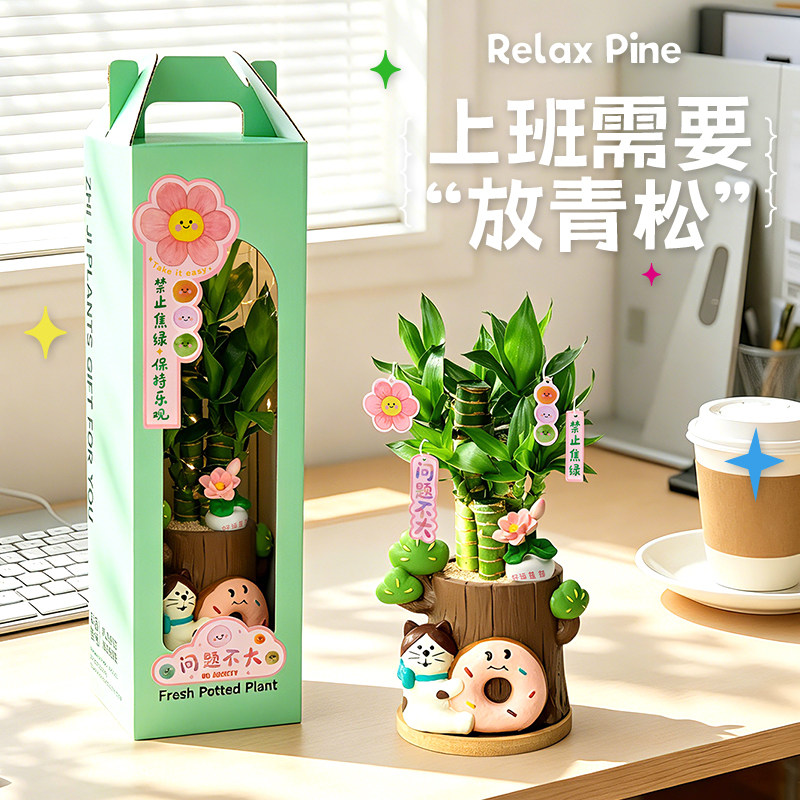 富贵竹植物盆栽桌面情绪稳定植物摆件办公室工位绿植花卉生日礼物