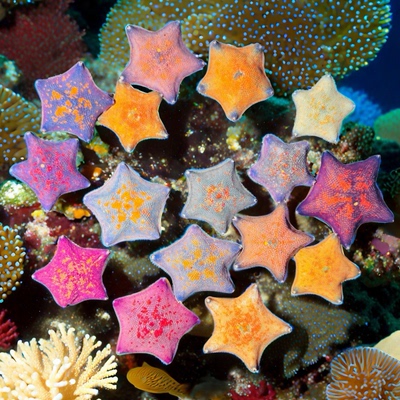 异色海星 一图一物 特殊色海星 稀有海星 活体  粉色红色六角七角