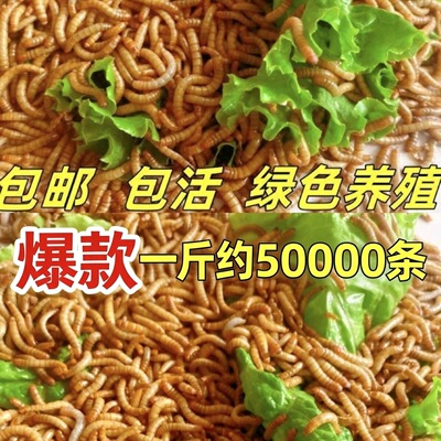 面包虫黄粉虫活虫宠物零食饲料虫