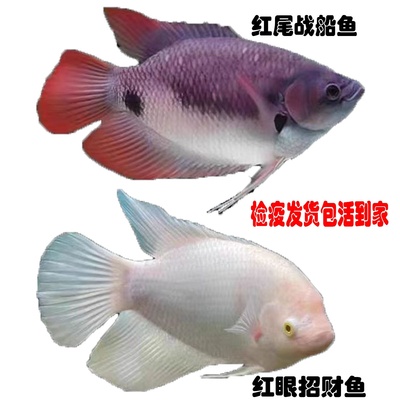 招财鱼活鱼家庭热带观赏鱼战船红眼镇宅大招财鱼古代战船鱼淡水鱼