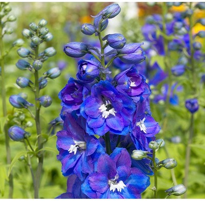 北极光大花飞燕草花境线性植物