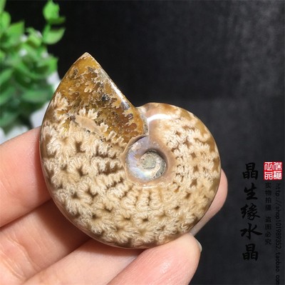 天然海洋古生物化石玉化螺菊石