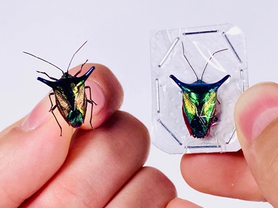 金属角蝽真昆虫标本未整姿原虫