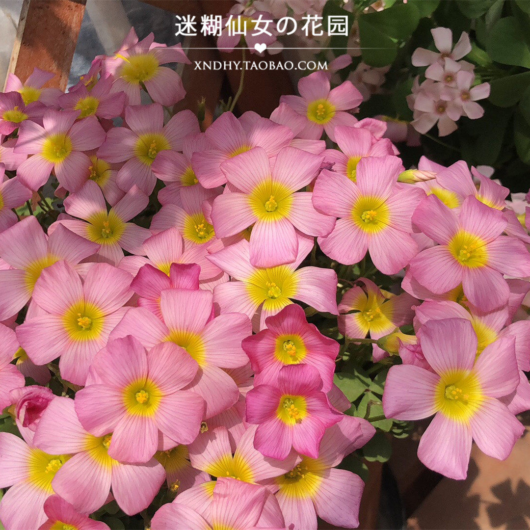 5球1份【oxalis obtusa Silk丝绸大花系】 OB系列酢浆草种球_虎窝淘