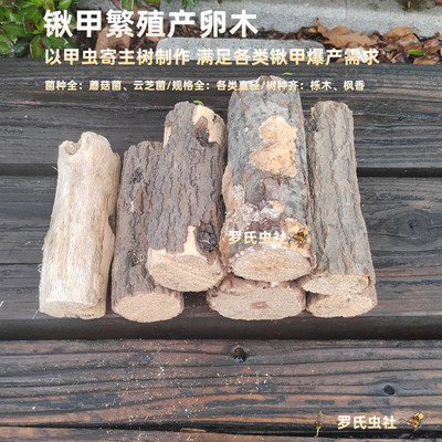 锹甲产卵木锹形虫产木中大锹彩虹锯锹巨扁繁殖木产房仙云芝菌枫香