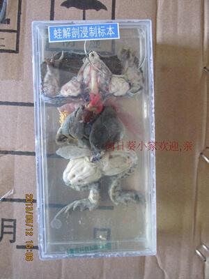 蛙解剖浸制标本 生物实物标本 医学院教学模型J43002