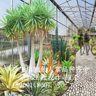 仙人掌沙生植物景观设计图ps案例沙漠植物龙舌兰造景仙人球公园仙