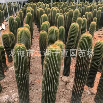 基柱状批大凤龙沙生植物地直仙人掌仙人柱大凤龙多肉植物沙生景观