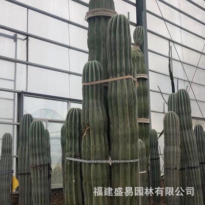 量天尺 仙人镜 仙人掌武红柱 伦太古北欧风格欧美室内盆栽 老乐柱