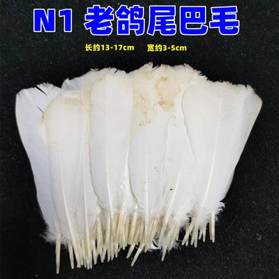 白鸽毛南派花毽羽毛鸽子尾巴毛