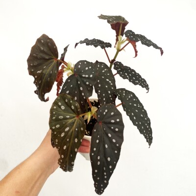 沙朗喜悦秋海棠 直播间精选