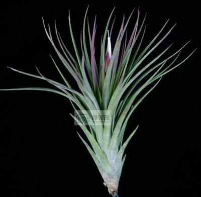 展示 空凤 Tillandsia 'Celtic Light'三基因杂交品种