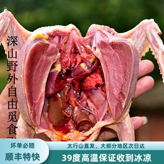 鸽子肉新鲜现杀土鸽子乳鸽笨鸽柴飞鸽老鸽深山野外自由觅食每只价