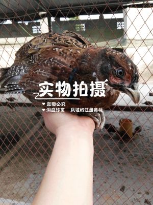 正宗山鸡七彩鸟网红七彩山鸡半大鸡青年山鸡防疫齐全顺丰包邮包真
