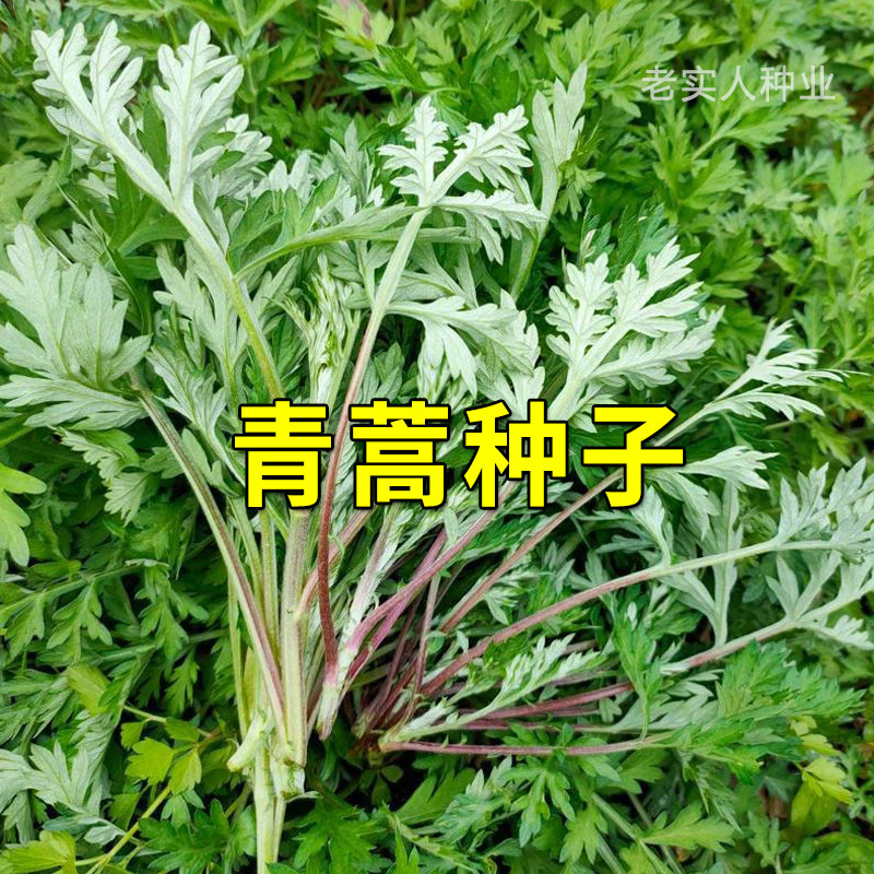 青蒿种子驱蚊虫蝇艾蒿食用草蒿黄花蒿香蒿种子苦蒿泡澡香艾草种孑