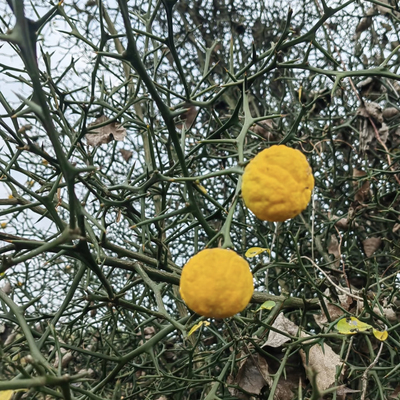 枸橘种子新货枳壳刺树围墙荆棘带刺树篱笆耐寒耐旱庭院盆栽地栽籽