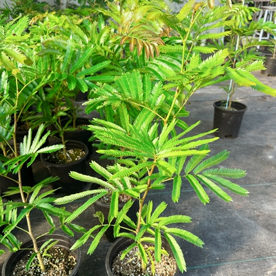 密叶猴耳环室内耐荫木本绿植老桩