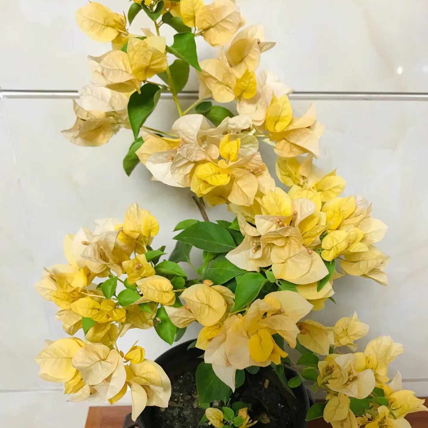 暗斑浅黄 绿叶浅黄 三角梅暗斑勤花品种四季开花爬藤植物花卉盆栽