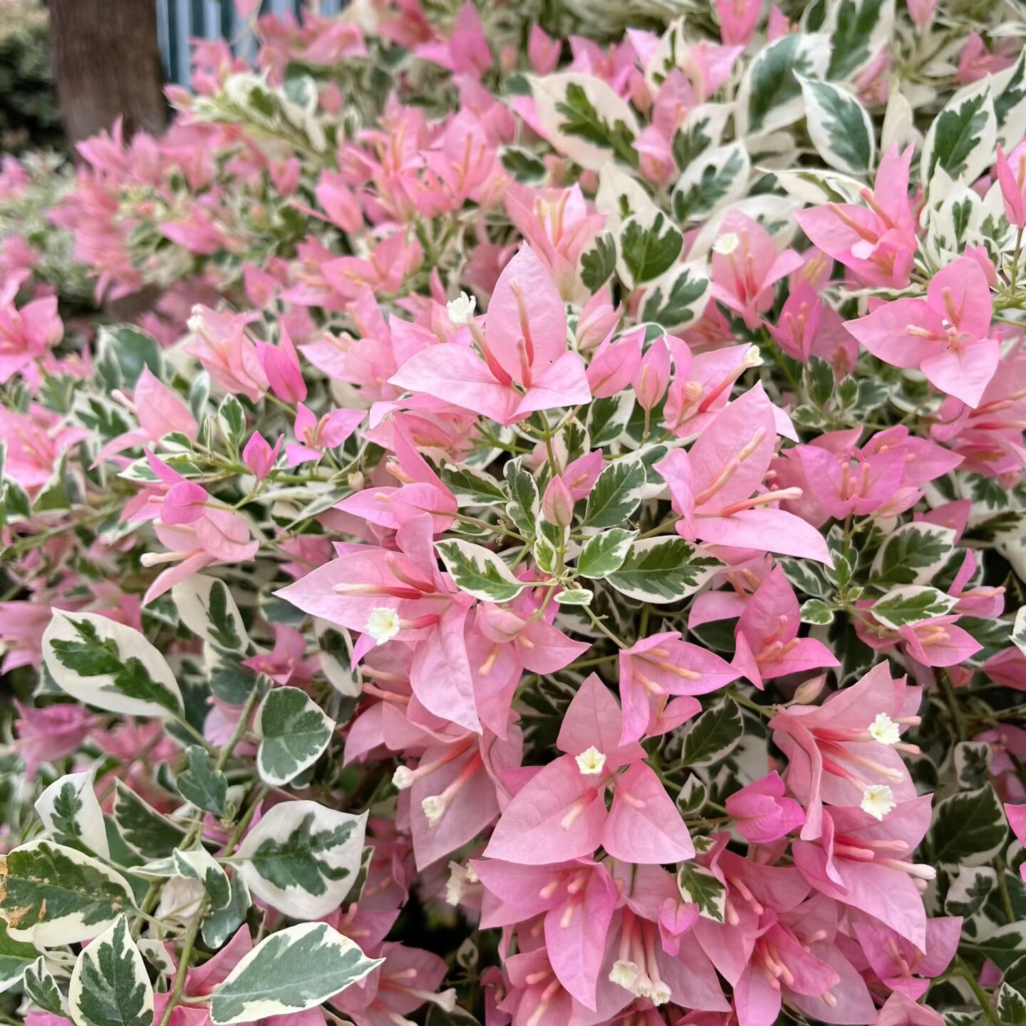 原生粉布丁三角梅 浅粉系 天花板品种 四季开花 银边叶 小花苞