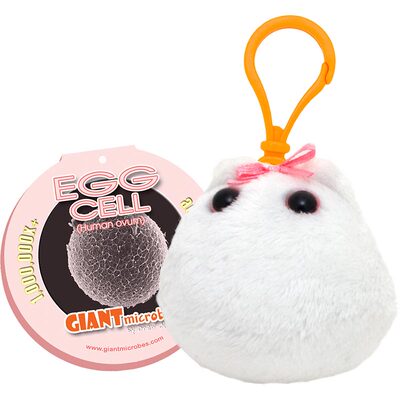 EggCellKeyring教育辅材